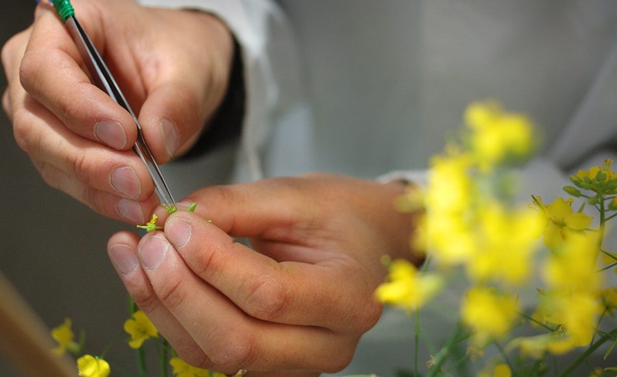 Nuseed to showcase canola-based omega-3 at IFT FIRST | Snack Food ...