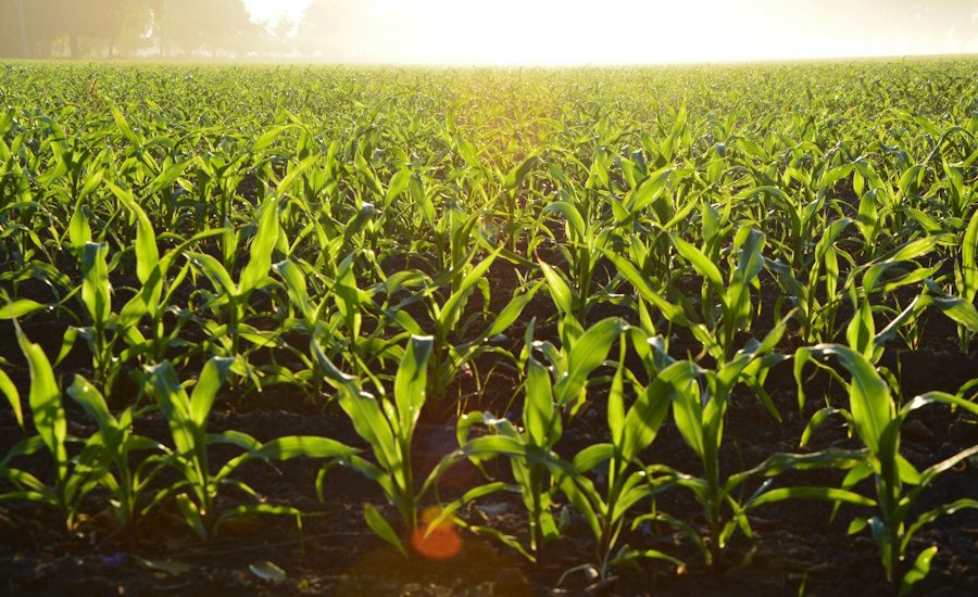 Bunge to sell North America corn milling business | Snack Food ...