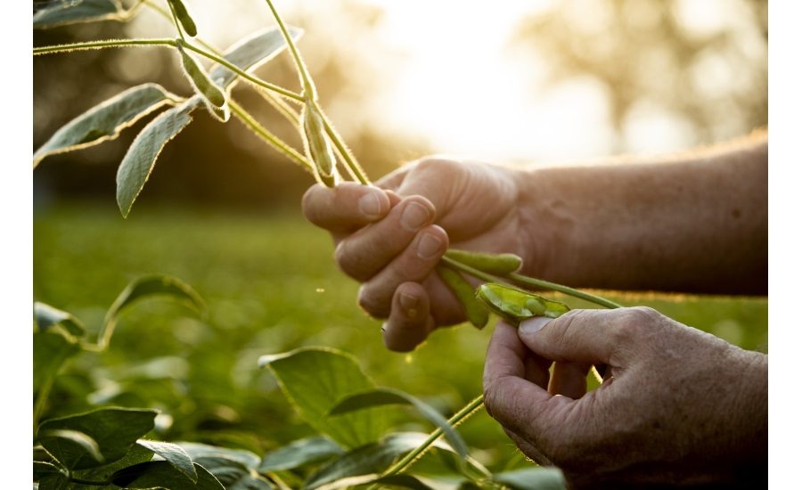United Soybean Board: 'Regenerative ag not a one-size-fits-all approach ...