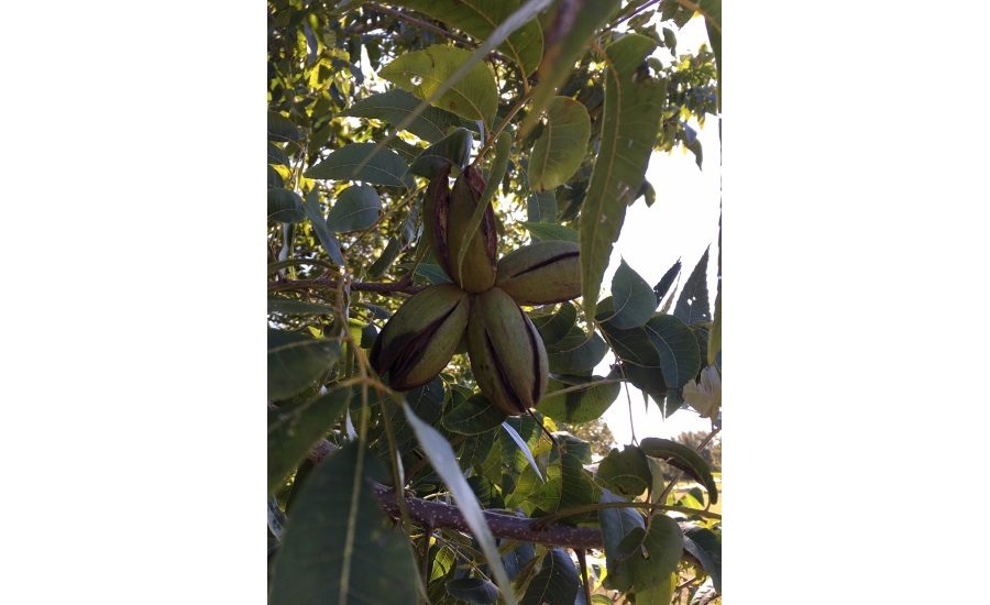 Three days among the Texas pecan trees | 2019-10-16 | Snack Food ...