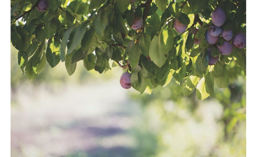California Prune Board projects 2020/2021 crop ahead of harvest | 2020 ...