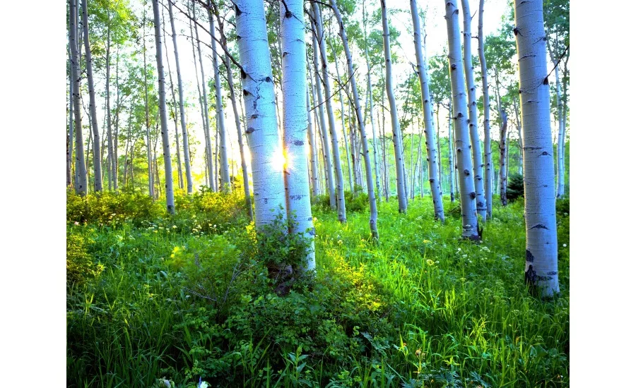 Toyochem achieves new adhesive with up to 80 percent biomass content ...